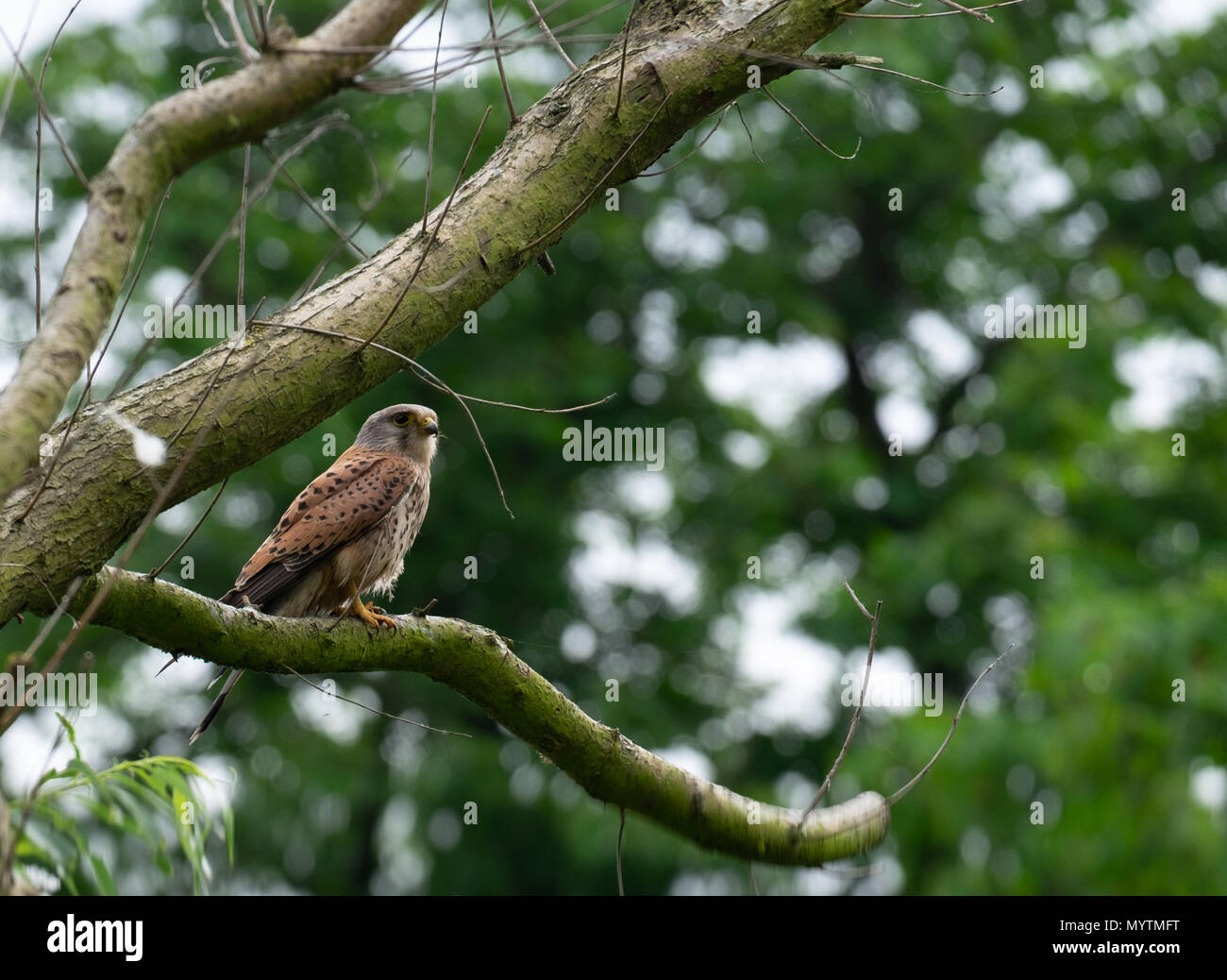 male kestrel bird of prey perched in a tree Stock Photo - Alamy