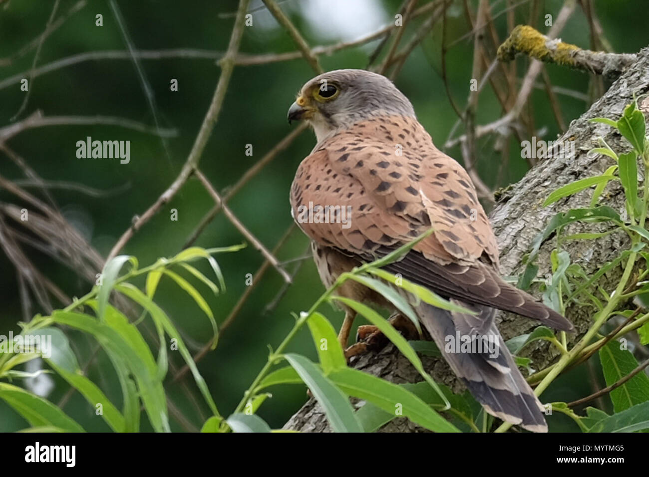 male kestrel bird of prey perched in a tree Stock Photo - Alamy