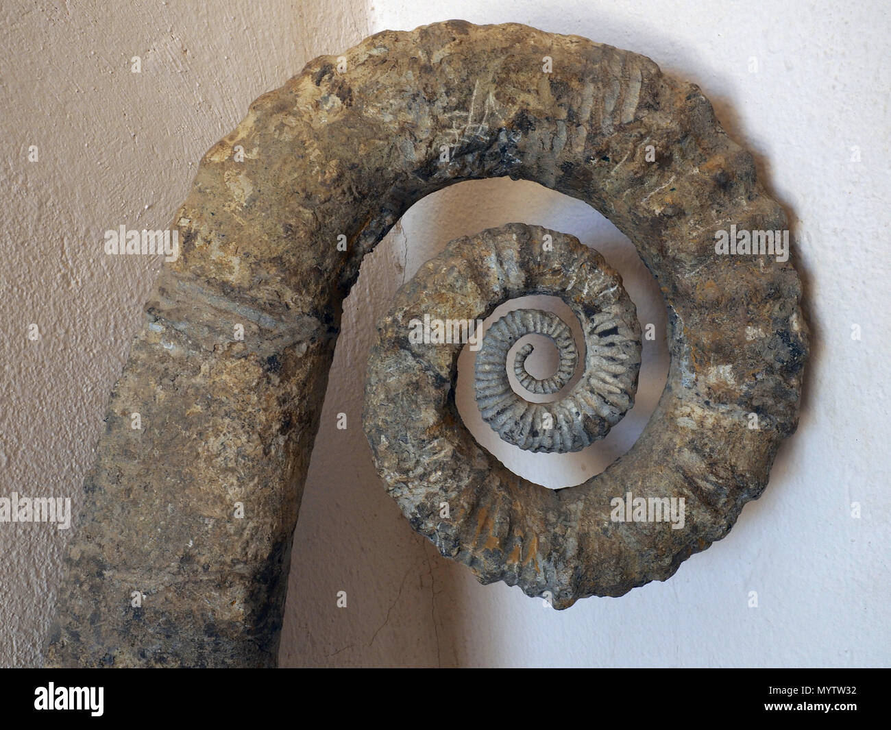 Correct round stone spiral of an ancient fossil animal ammonite Stock ...