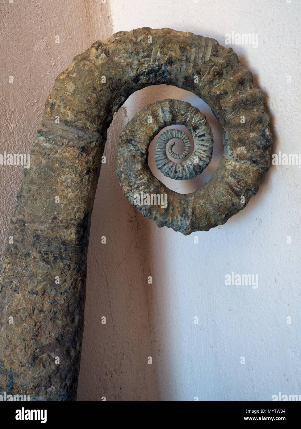 Fossil clam ammonite, a long fossilized shell pipe with a spiral on the ...