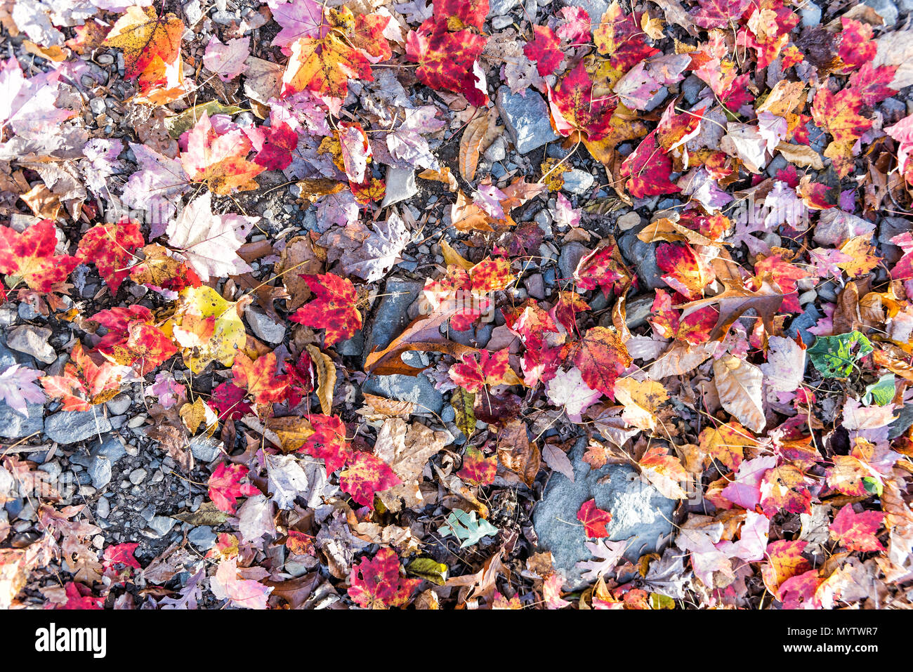 Pattern of rocks, fallen autumn brown, orange, red, golden many leaves ...