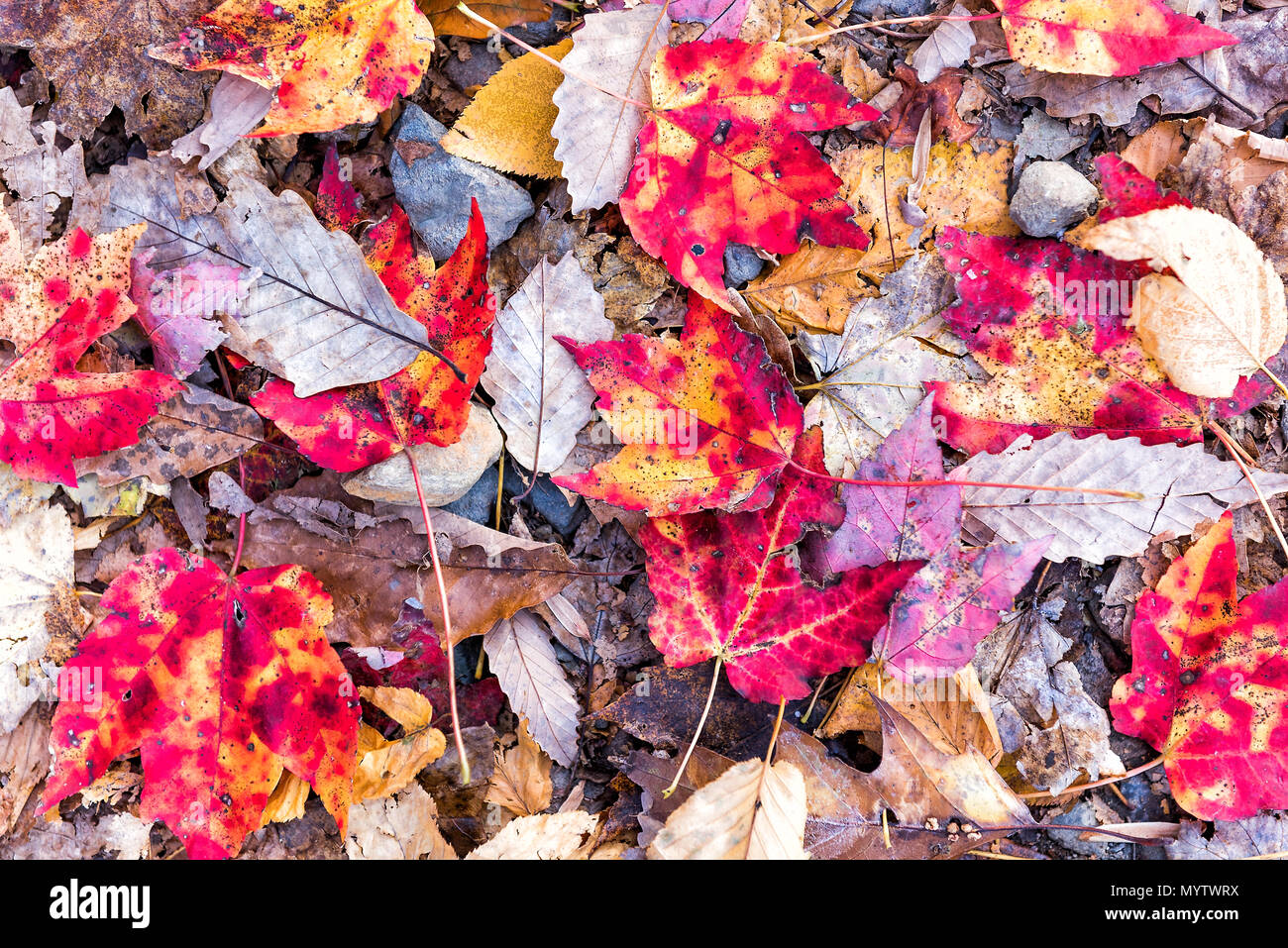 Closeup pattern of rocks, fallen autumn brown, orange, red, golden many ...