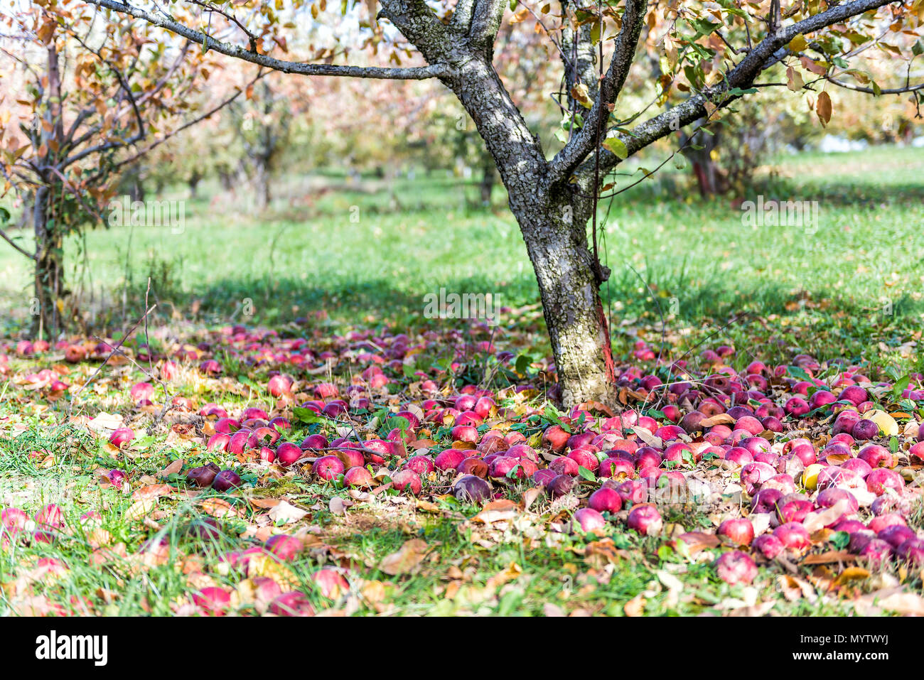 Pile of fallen fruit hi-res stock photography and images - Alamy