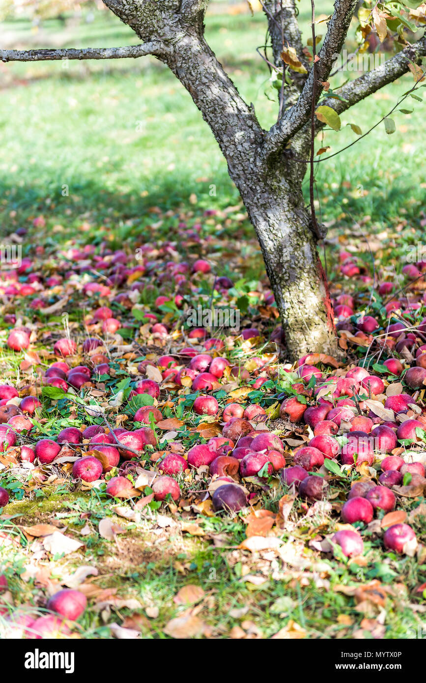 Pile of fallen fruit hi-res stock photography and images - Alamy