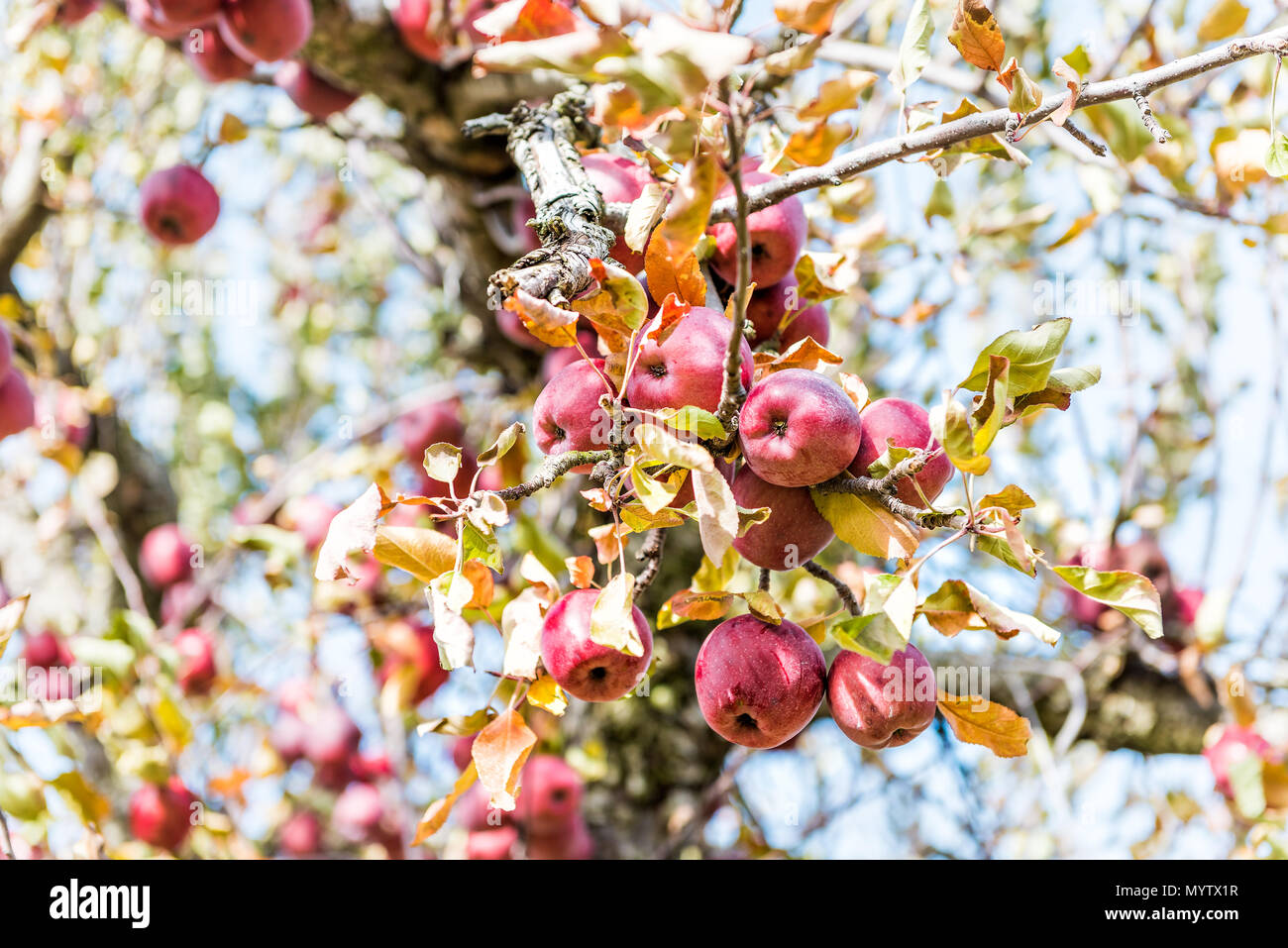 Red apple tree orchard closeup of fruit hanging in garden in autumn ...