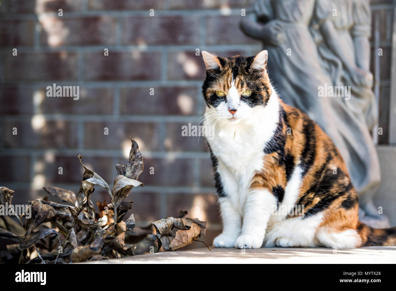 One senior old calico cat sitting outside porch on front yard by door ...