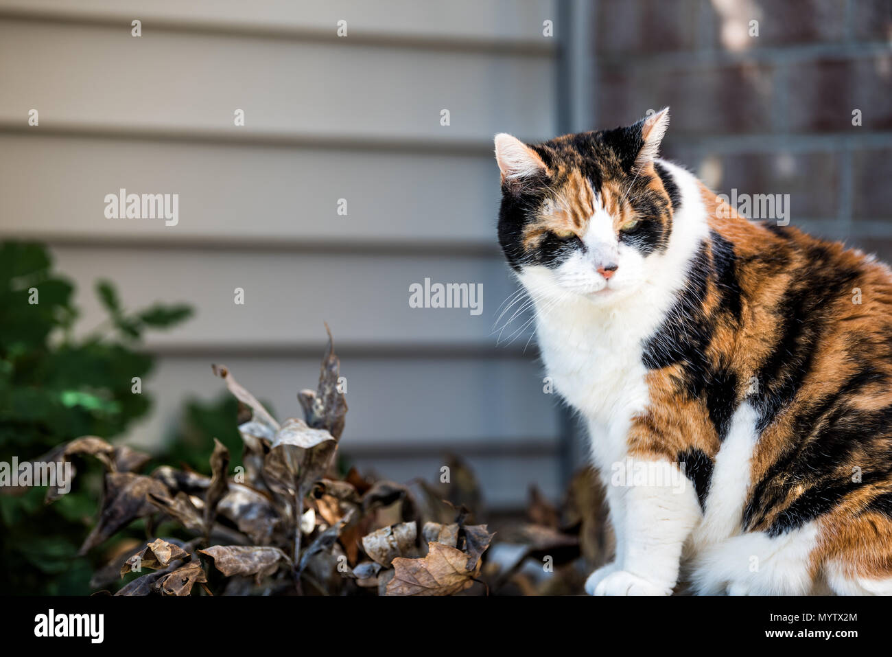 One senior angry mean old calico cat sitting outside porch on front ...
