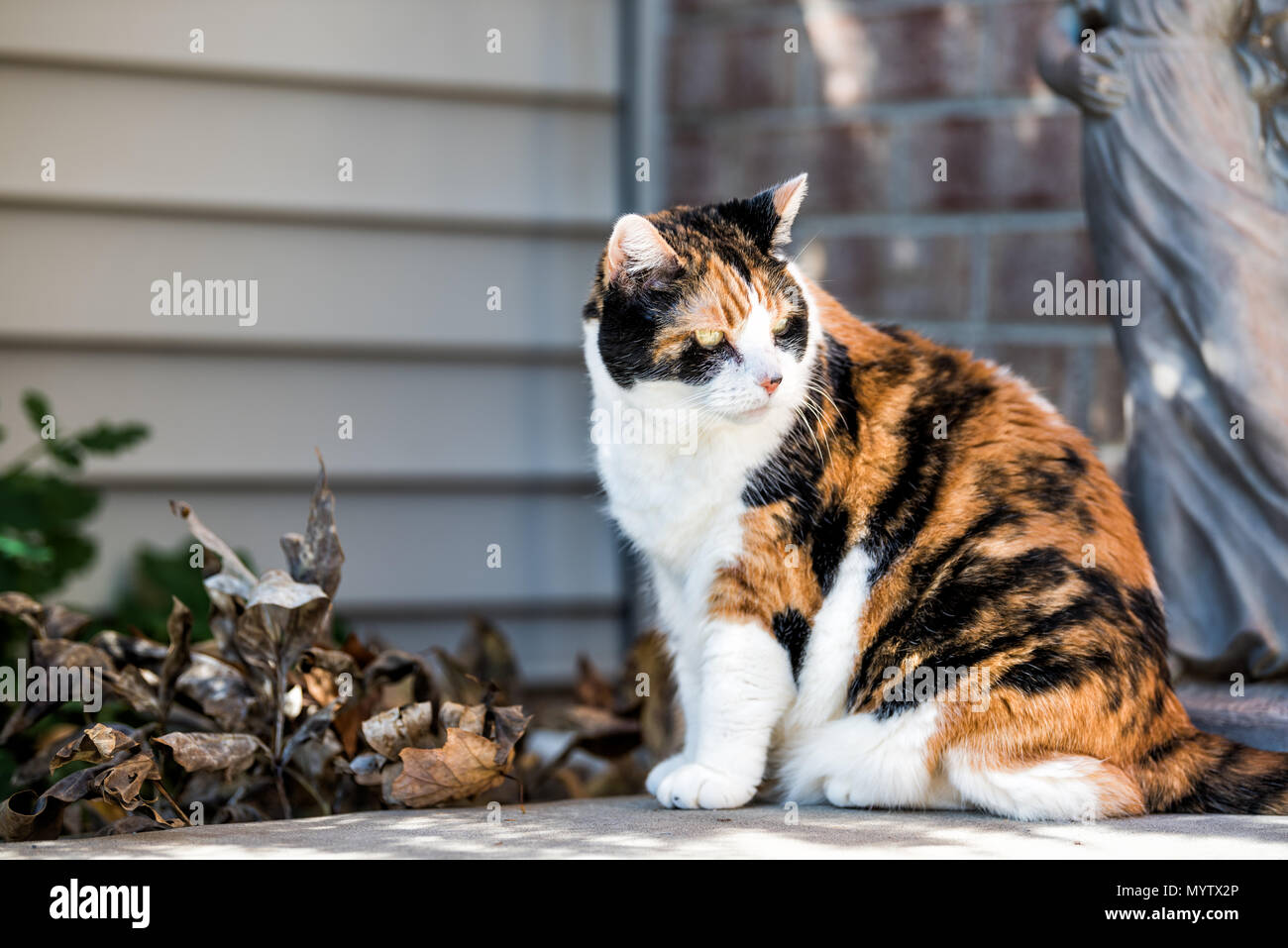 Senior old calico cat sitting outside porch front yard by door entrance ...