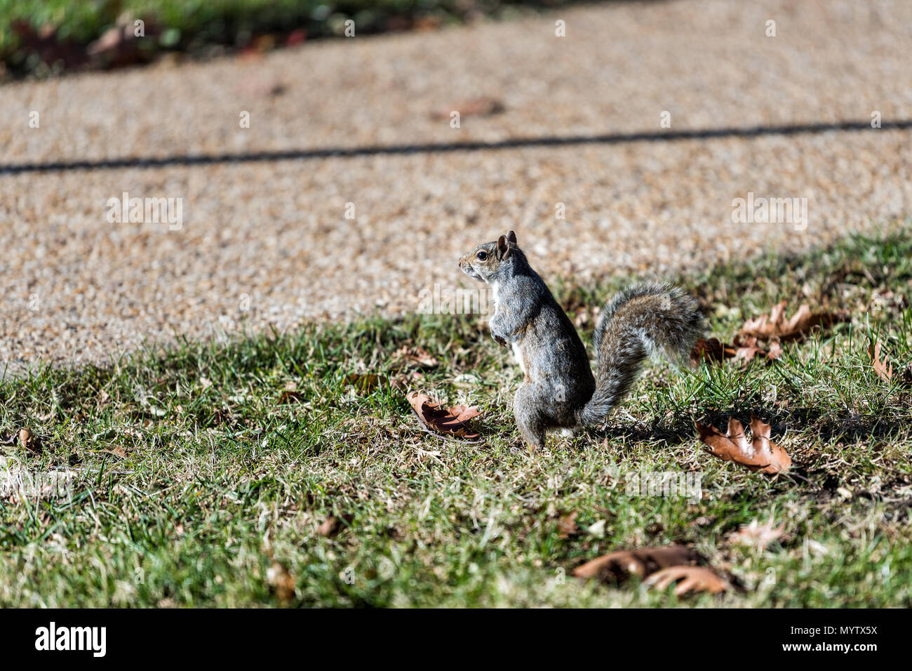 Squirrel standing on hind legs upright looking in Washington DC urban ...