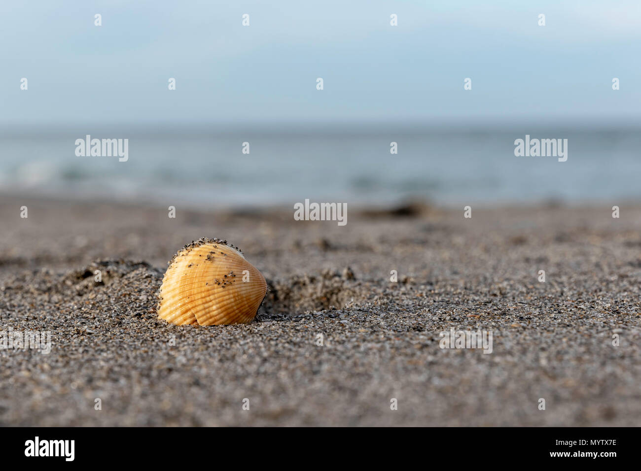 Seashells on the seashore Stock Photo - Alamy