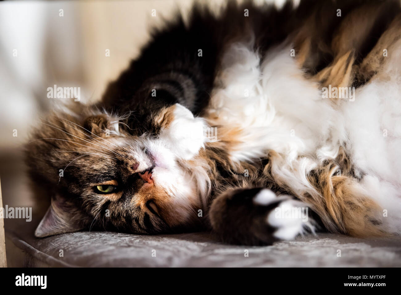 Closeup of happy cute playful sleepy calico maine coon cat lying on ...