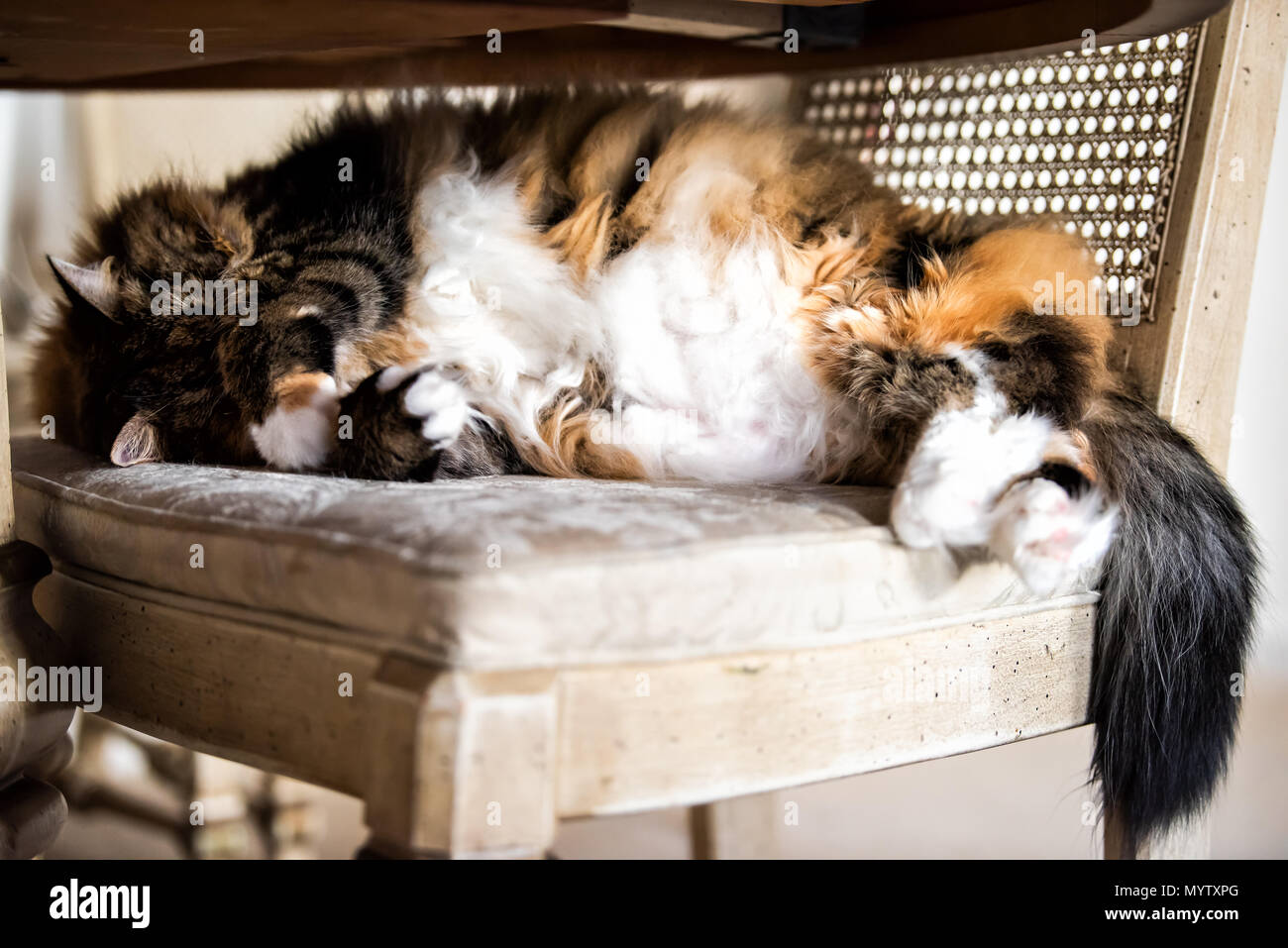 Cute sleepy sleeping calico maine coon cat lying on chair on back ...