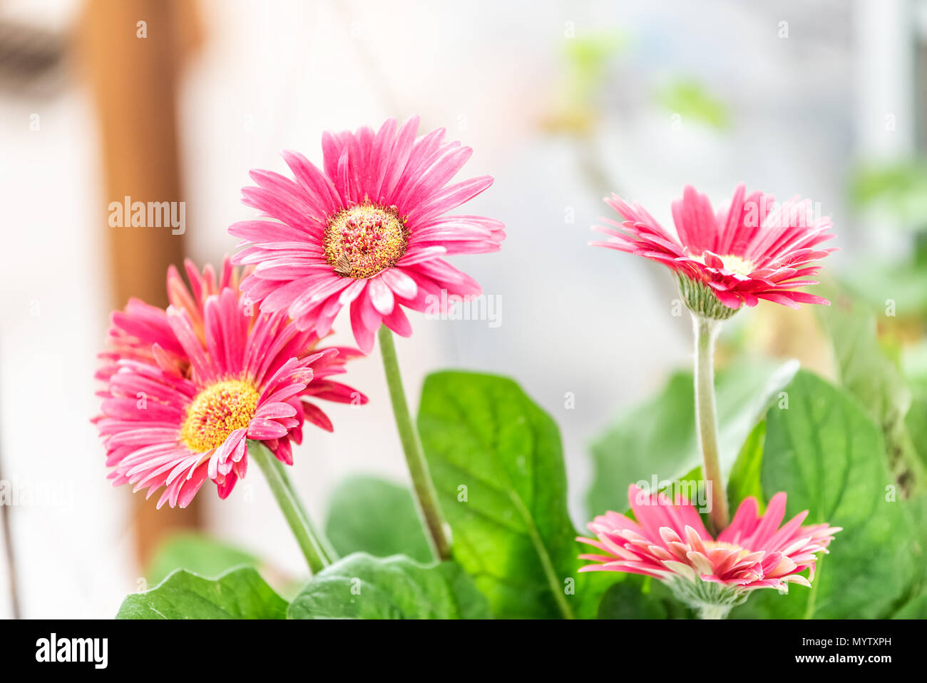 Potted daisies hi-res stock photography and images - Alamy