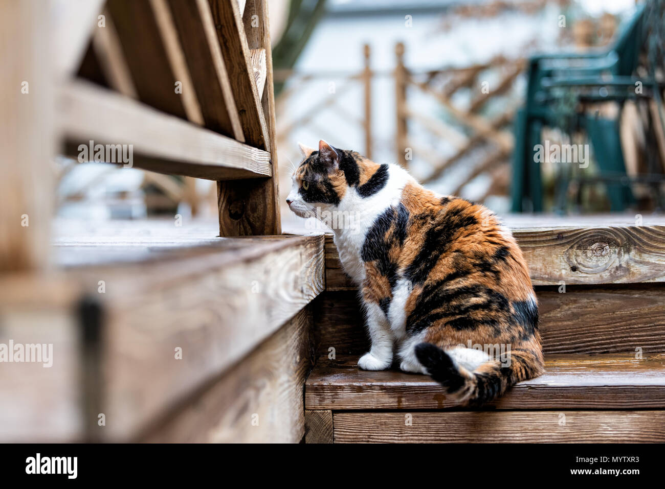 Calico cat curious exploring house backyard by wooden deck, garden, wet ...