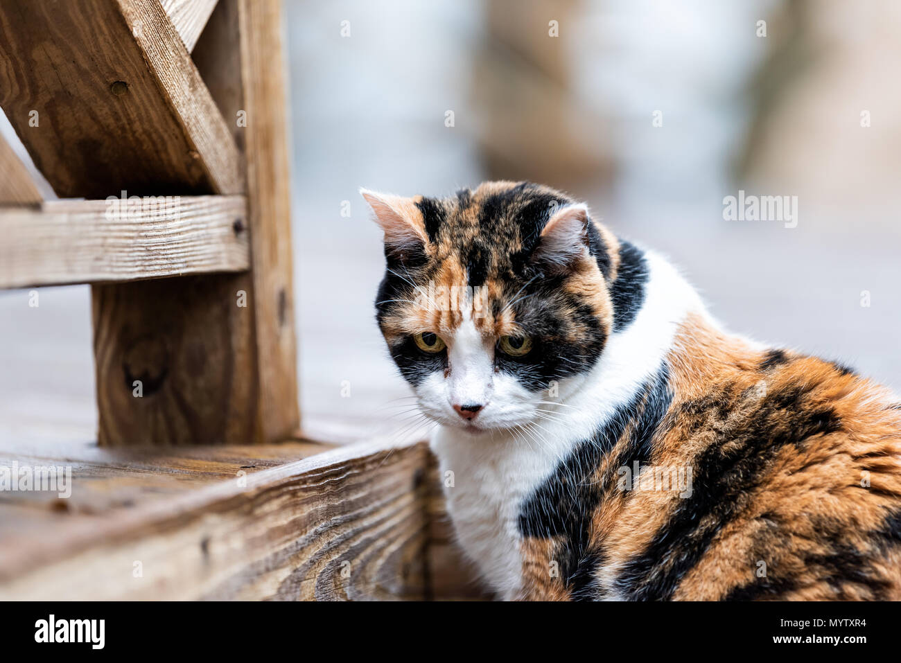Calico cat hi-res stock photography and images - Alamy