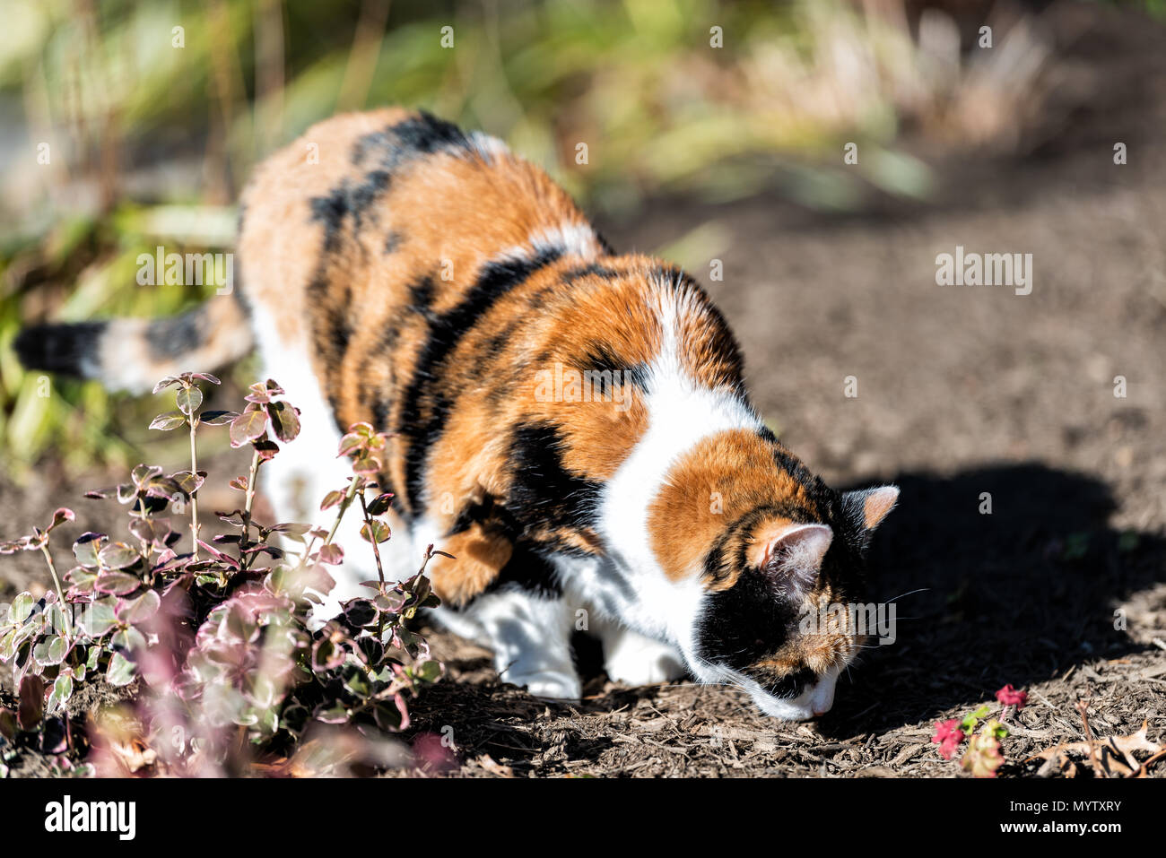 Calico Cats Outside
