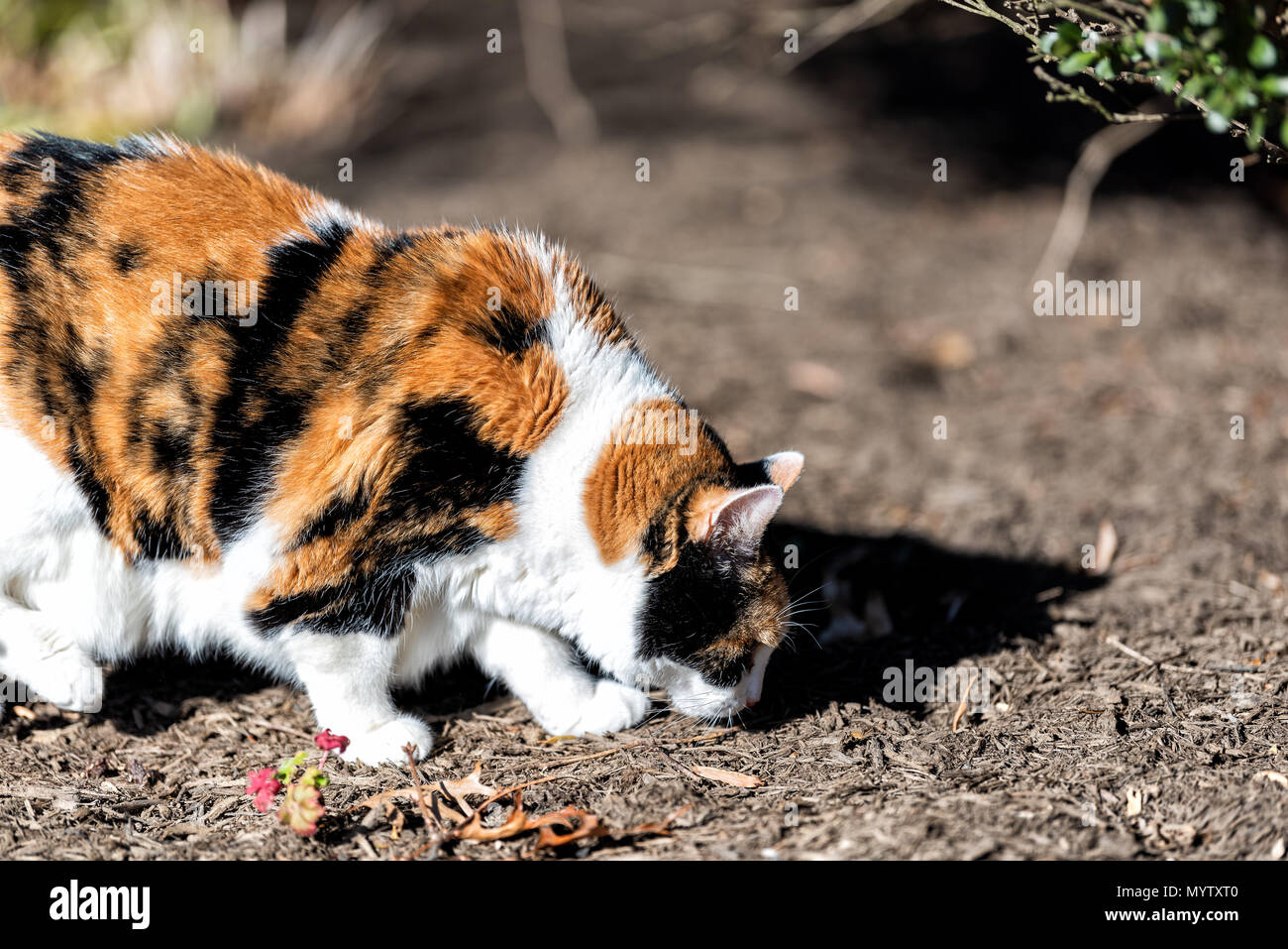 Calico cat outside sniffing smelling garden searching scent marking ...