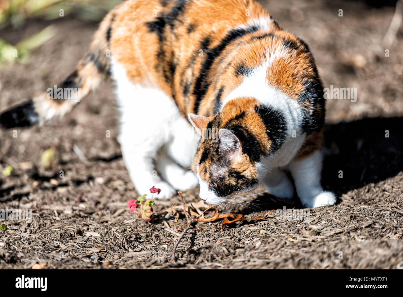 Calico cat eyes looking outside sniffing smelling garden searching ...