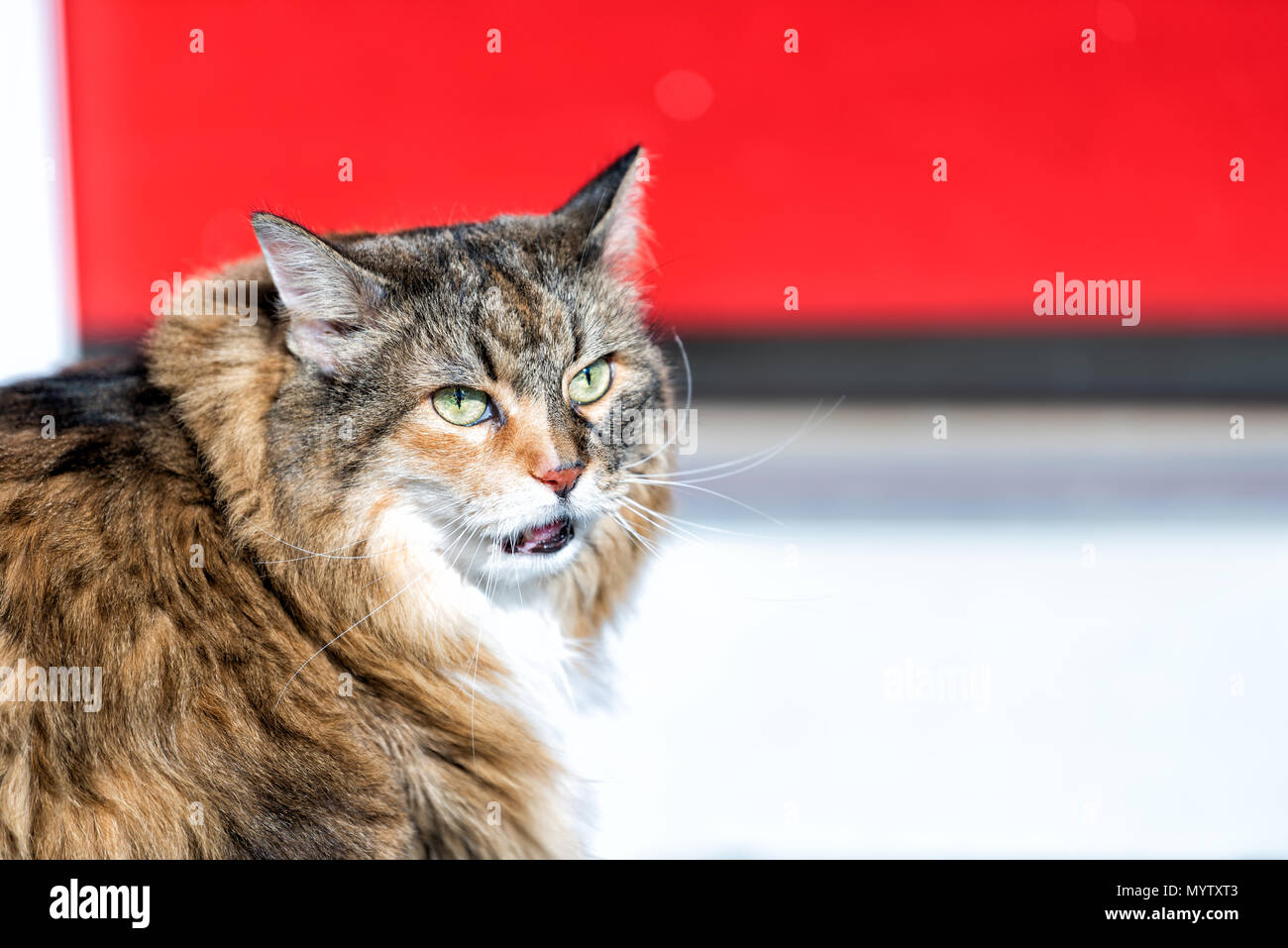 Angry calico maine coon cat with green eyes meowing open mouth standing ...