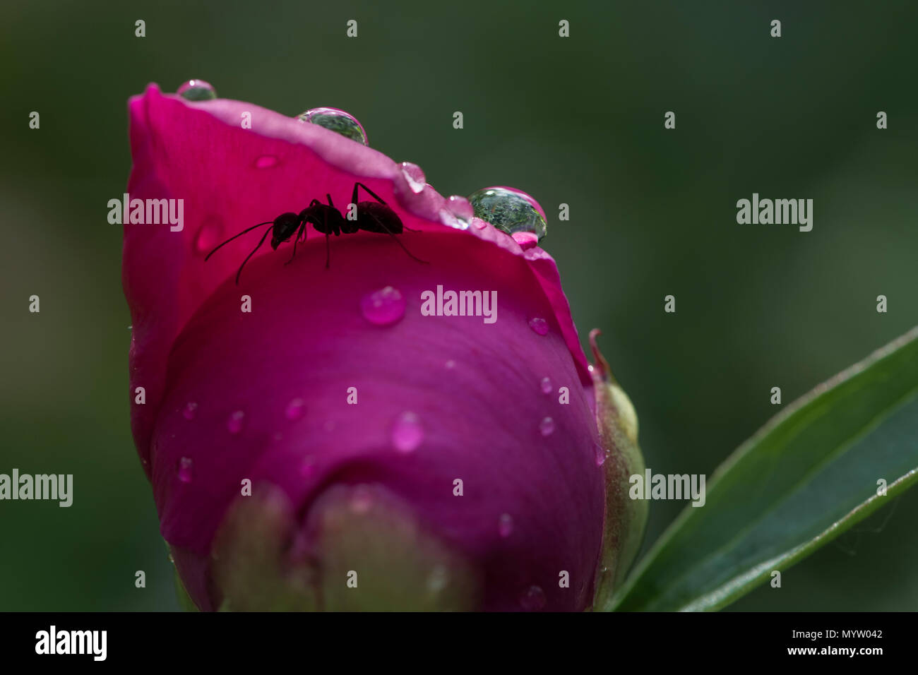 Black Ant on a Peony Bud Stock Photo - Alamy