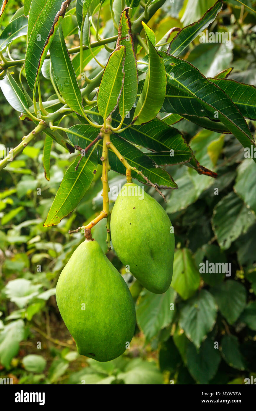Green mango fruit on a tree, Fiji Stock Photo - Alamy
