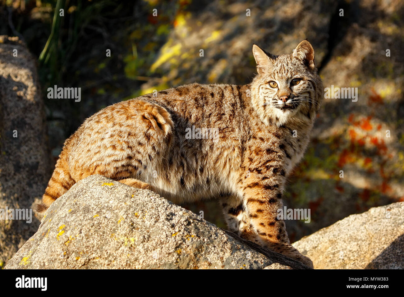 Lynx sitting on rock hi-res stock photography and images - Alamy
