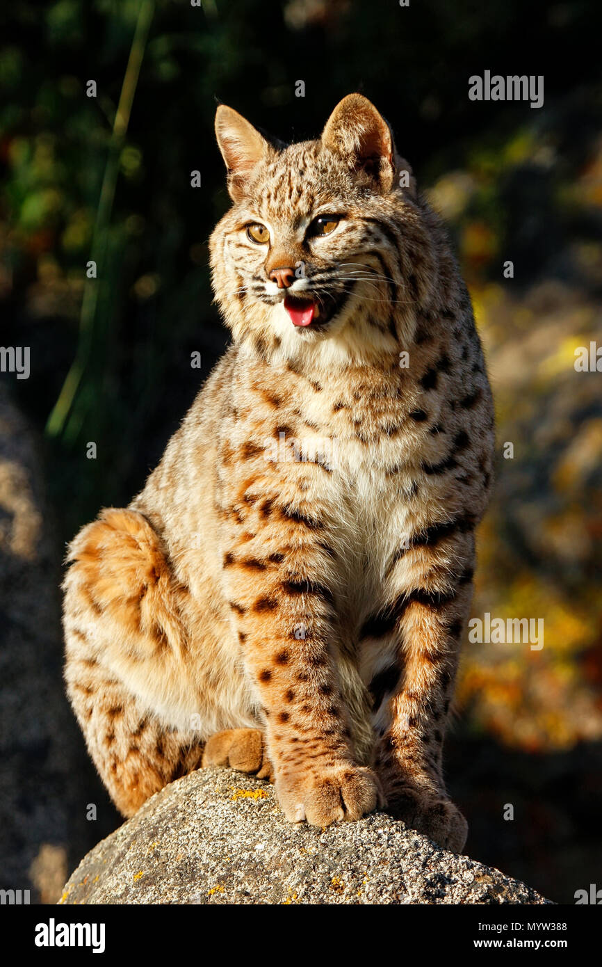 Bobcat (Lynx rufus) sitting on a rock Stock Photo - Alamy