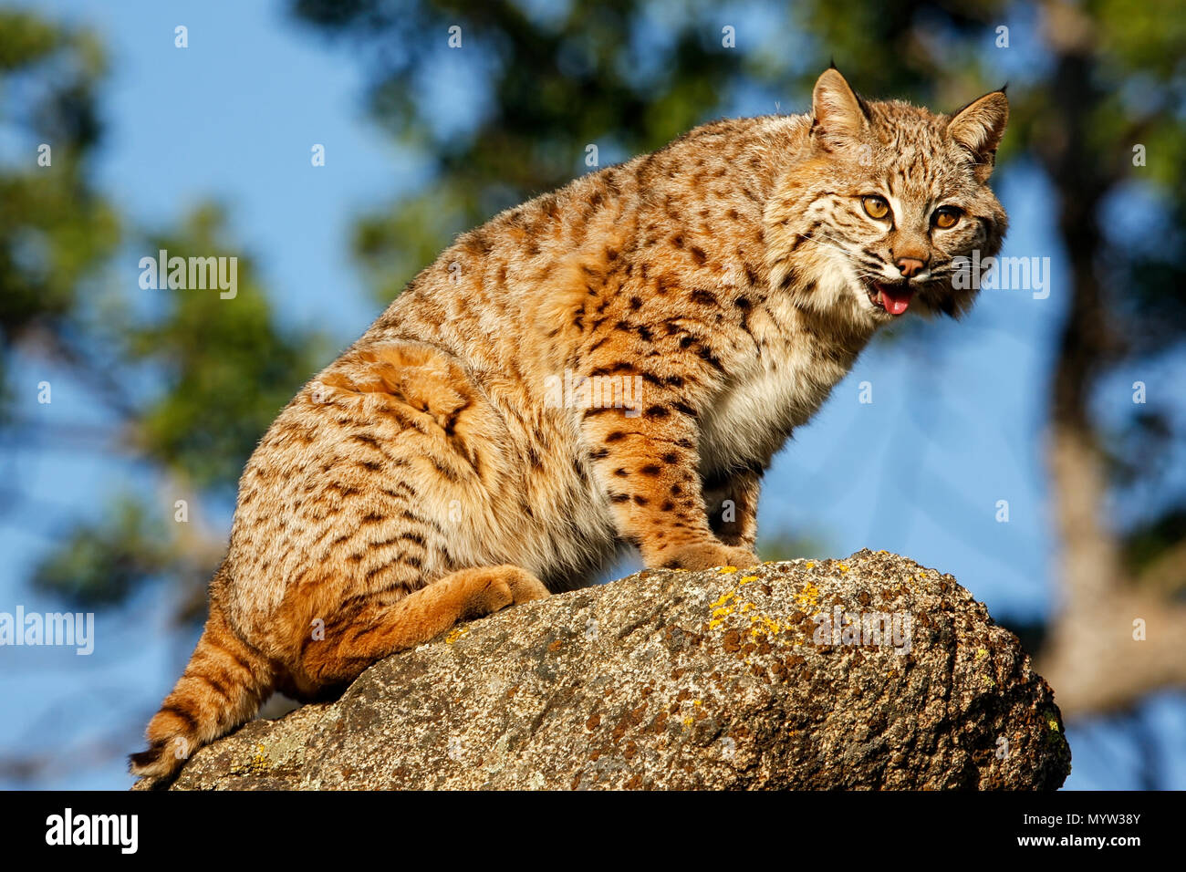 Lynx rufus adult on rock hi-res stock photography and images - Alamy