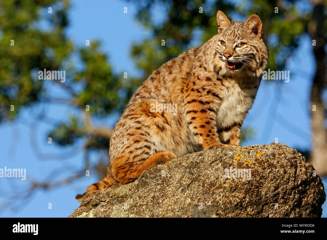 Adult Lynx Lynx Lynx Sitting On Rock High Resolution Stock Photography ...