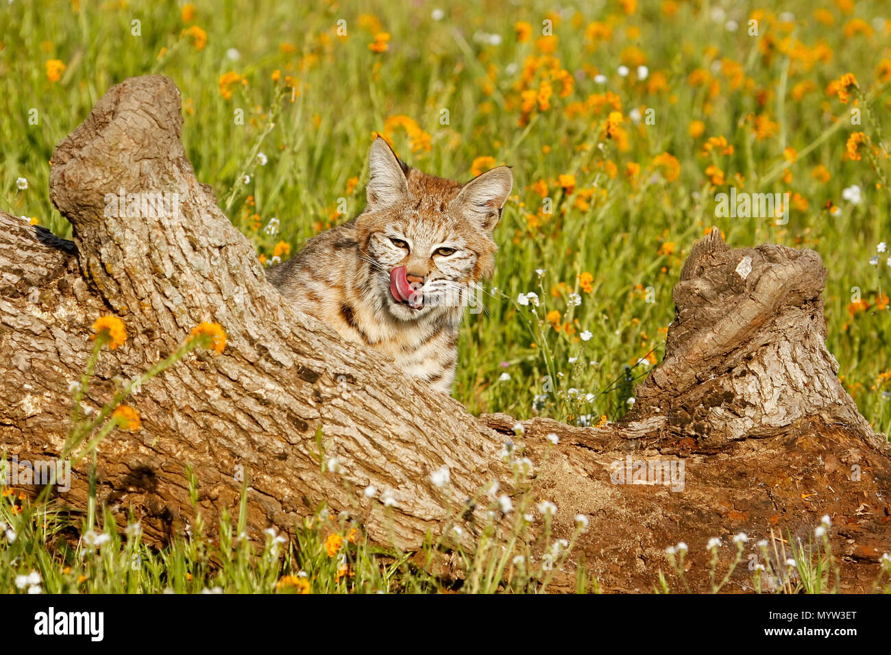 Bobcat (Lynx rufus) sitting behind a log Stock Photo - Alamy