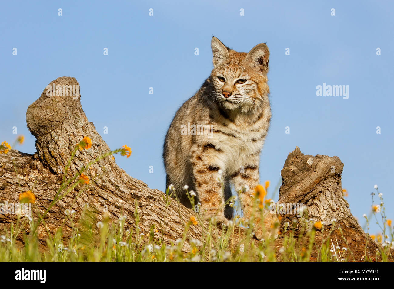 Bobcat on a log hi-res stock photography and images - Alamy