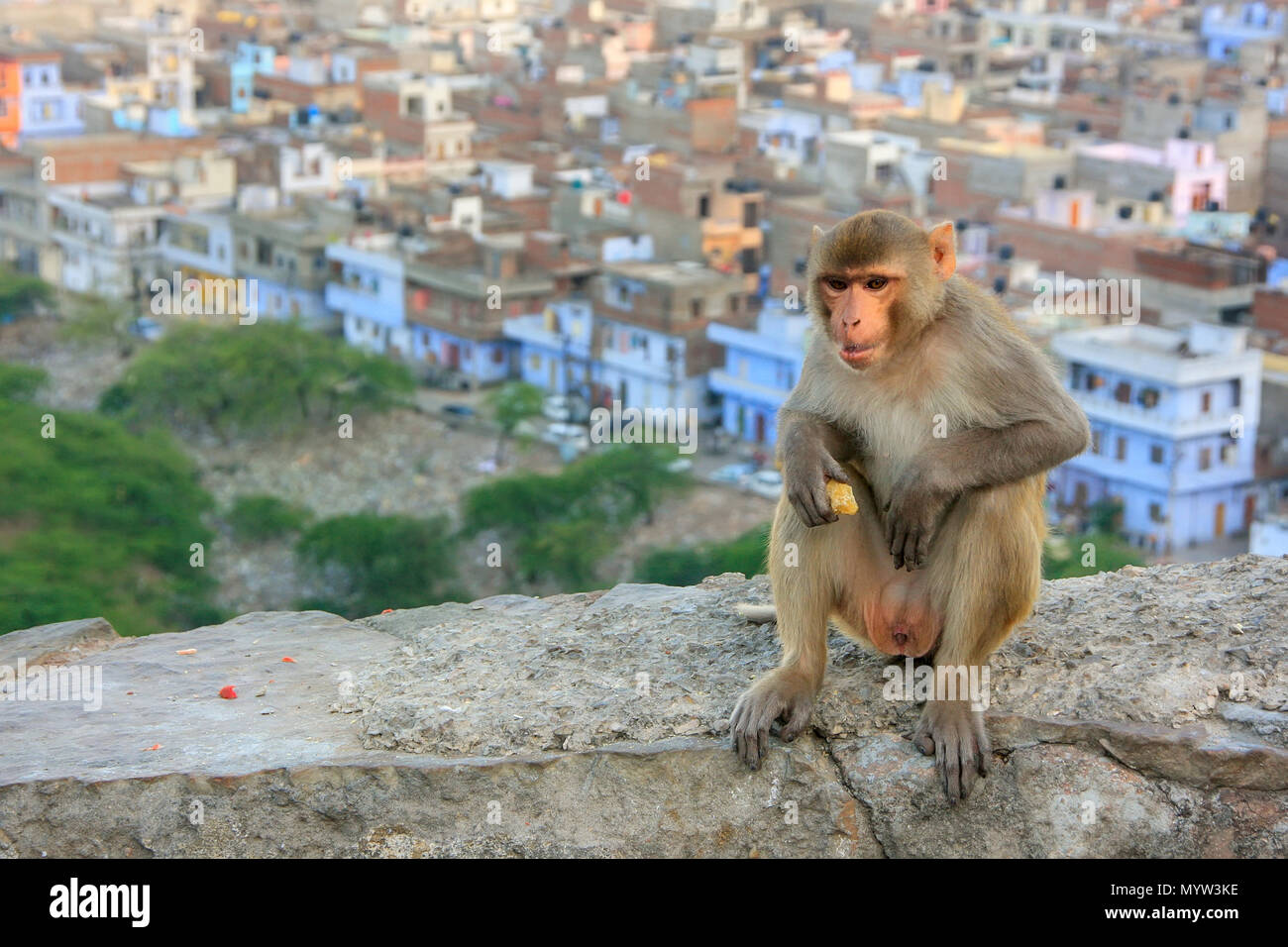 Rhesus macaque (Macaca mulatta) sitting on a wall in Jaipur, India ...
