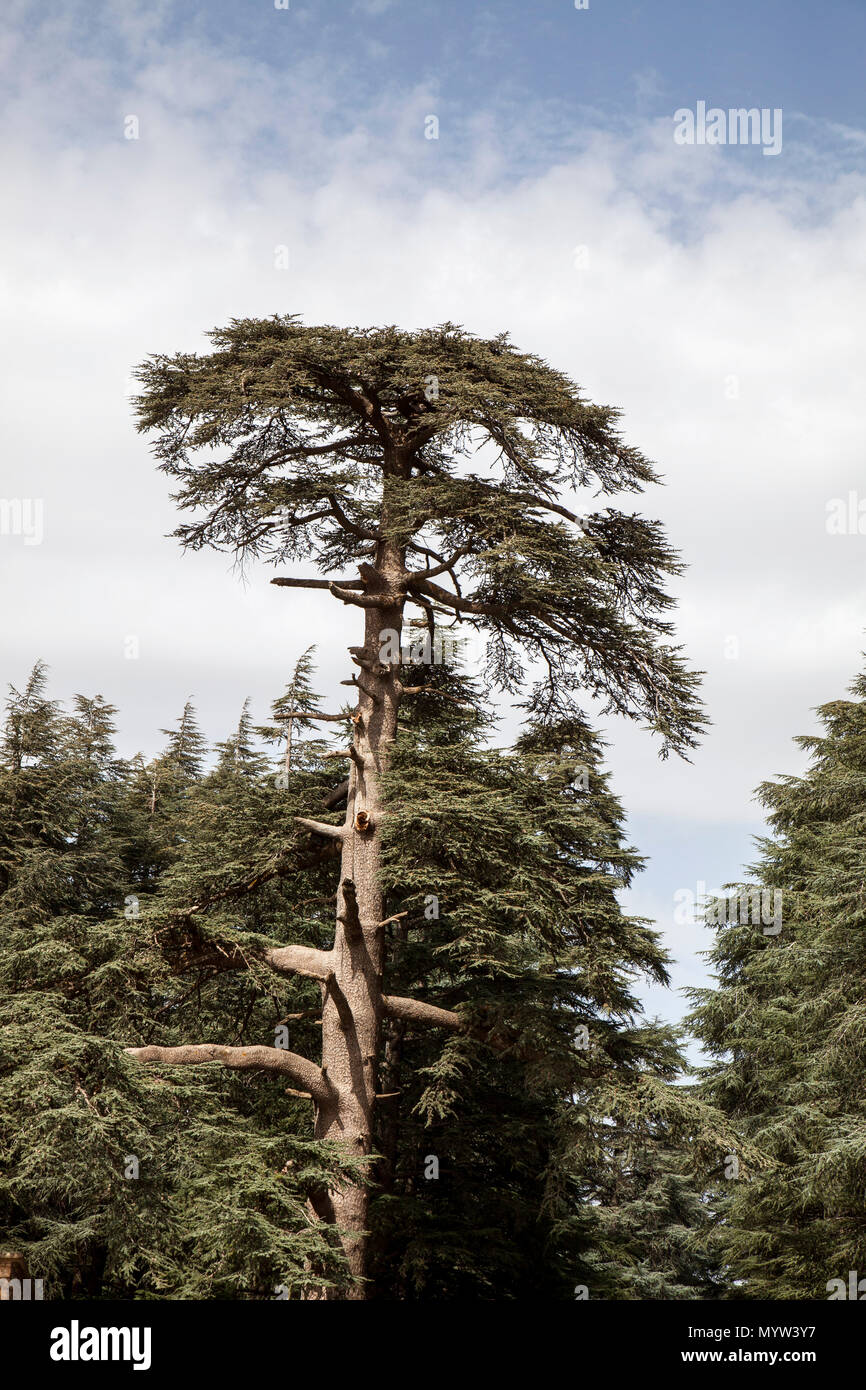 Typical Morocco tree Stock Photo - Alamy