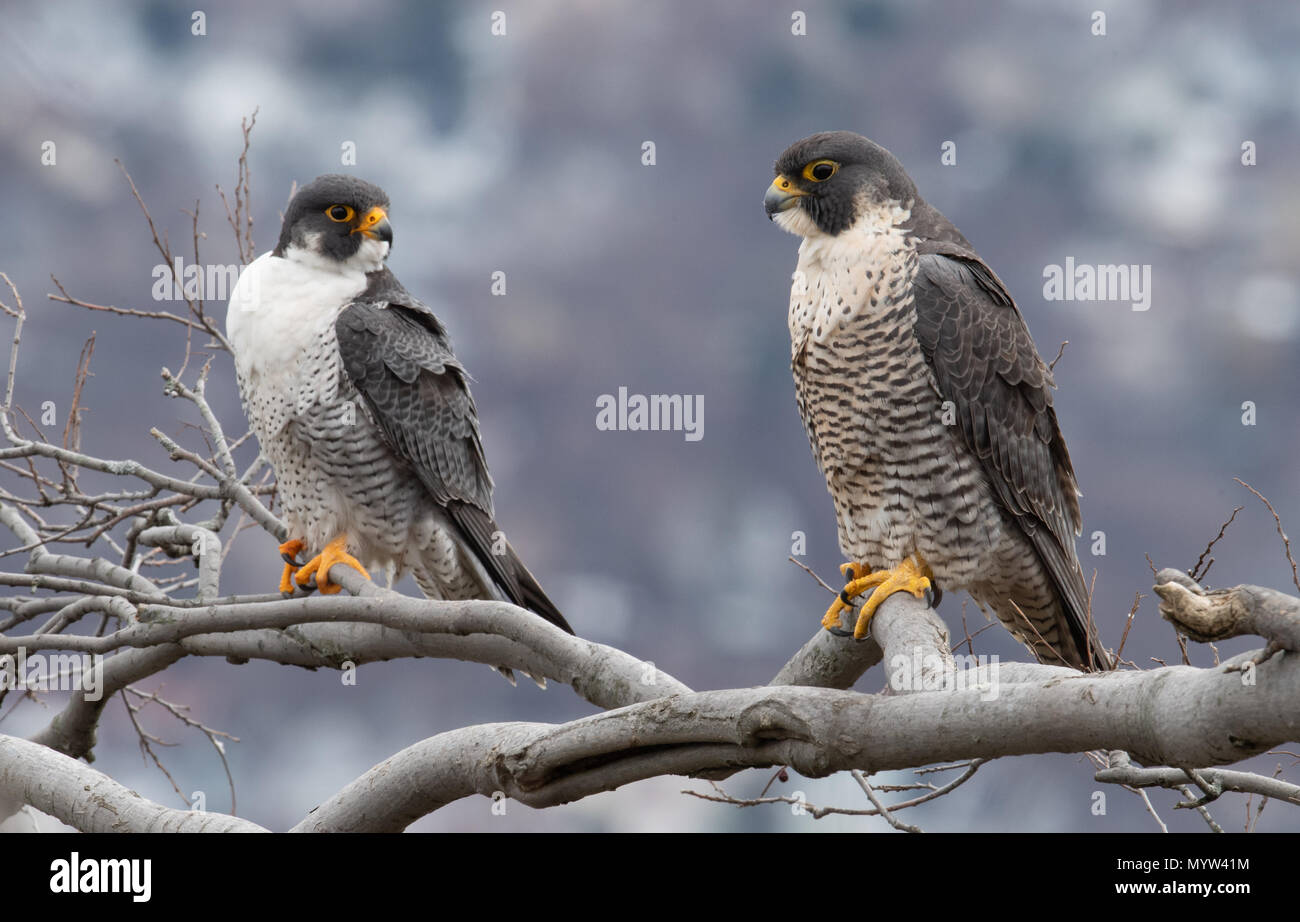Peregrine falcon portrait Stock Photo - Alamy