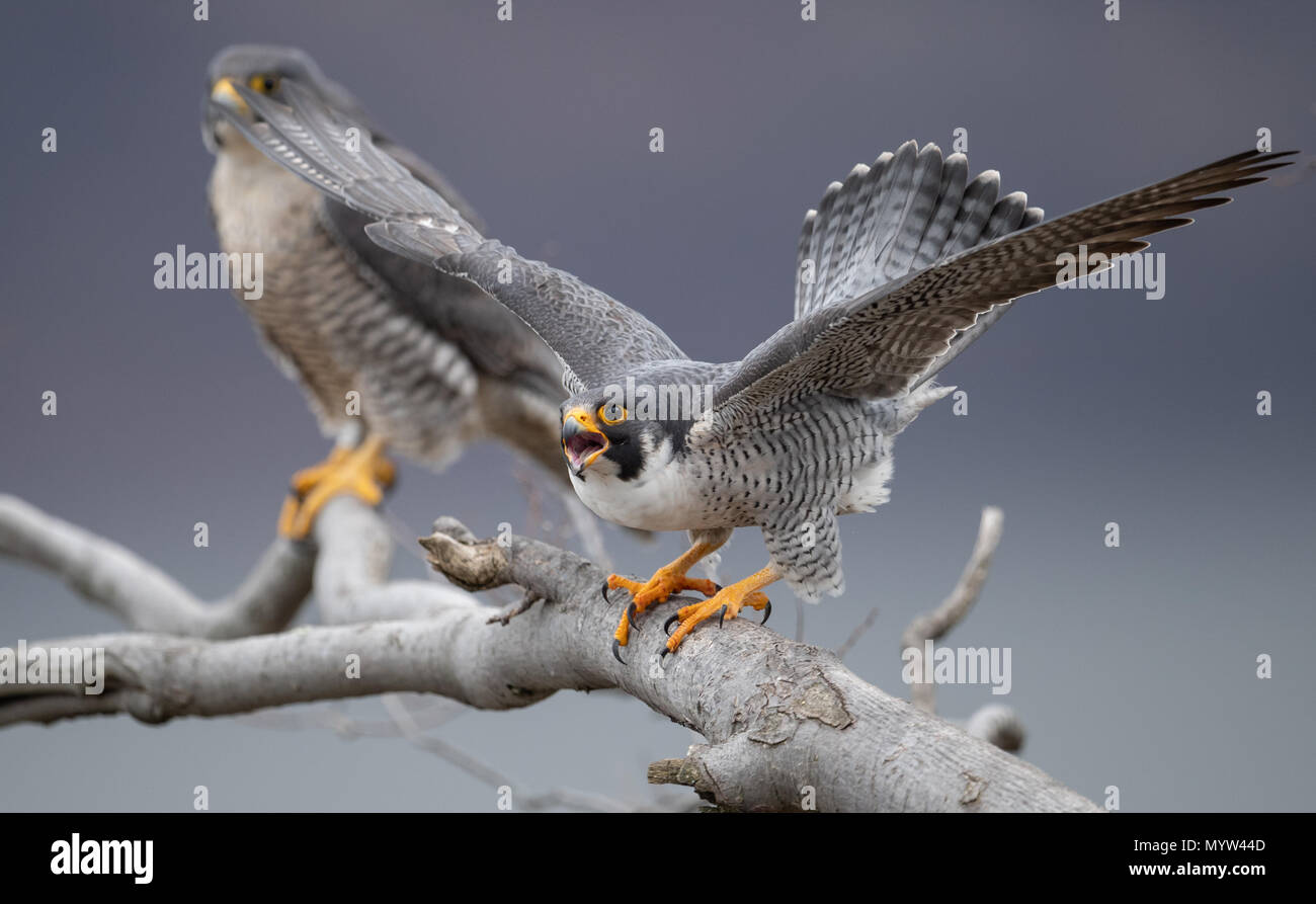 Peregrine falcon portrait Stock Photo - Alamy