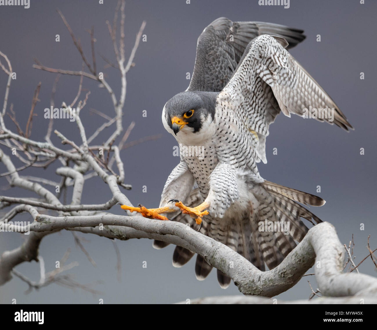 Peregrine falcon portrait Stock Photo - Alamy