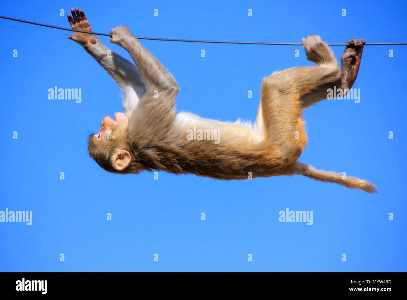 Monkey on a wire hi-res stock photography and images - Alamy