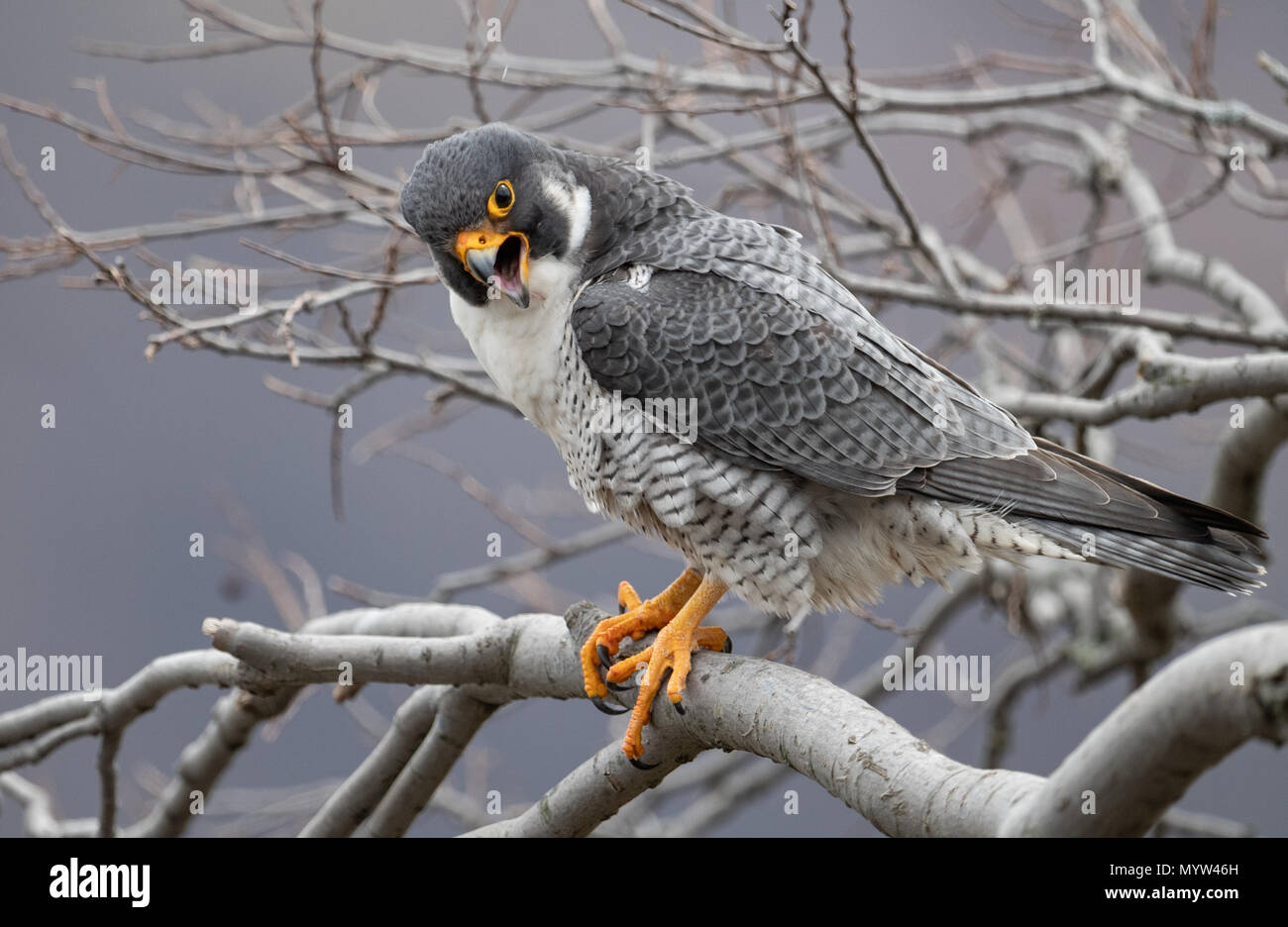 Peregrine falcon portrait Stock Photo - Alamy
