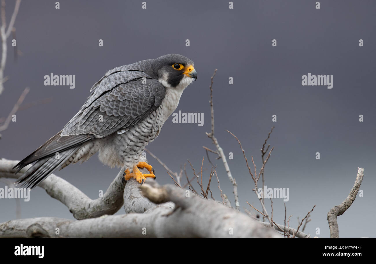 Peregrine falcon portrait Stock Photo - Alamy