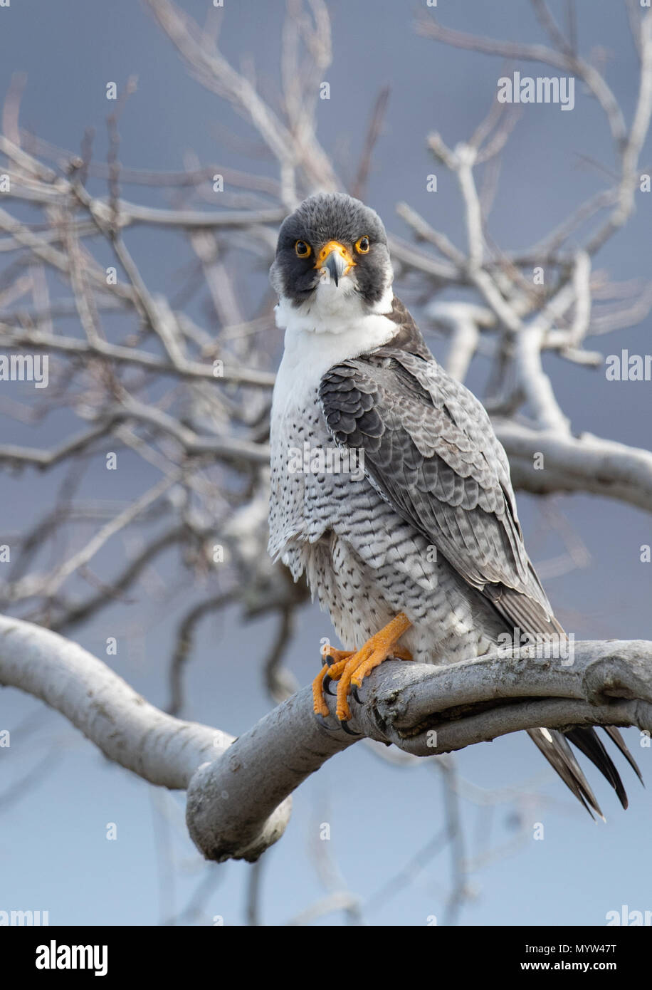 Peregrine falcon portrait Stock Photo - Alamy