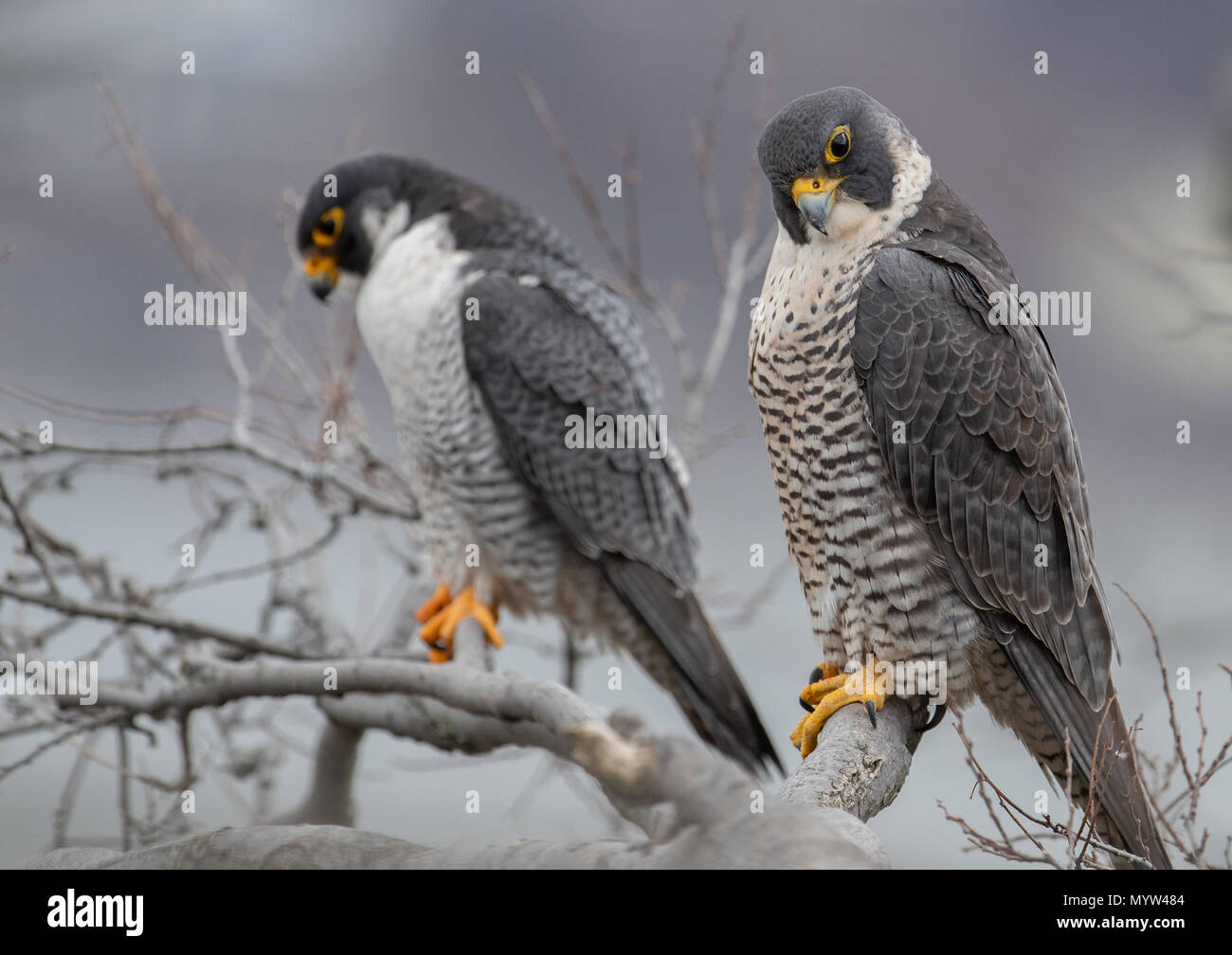Peregrine falcon portrait Stock Photo - Alamy