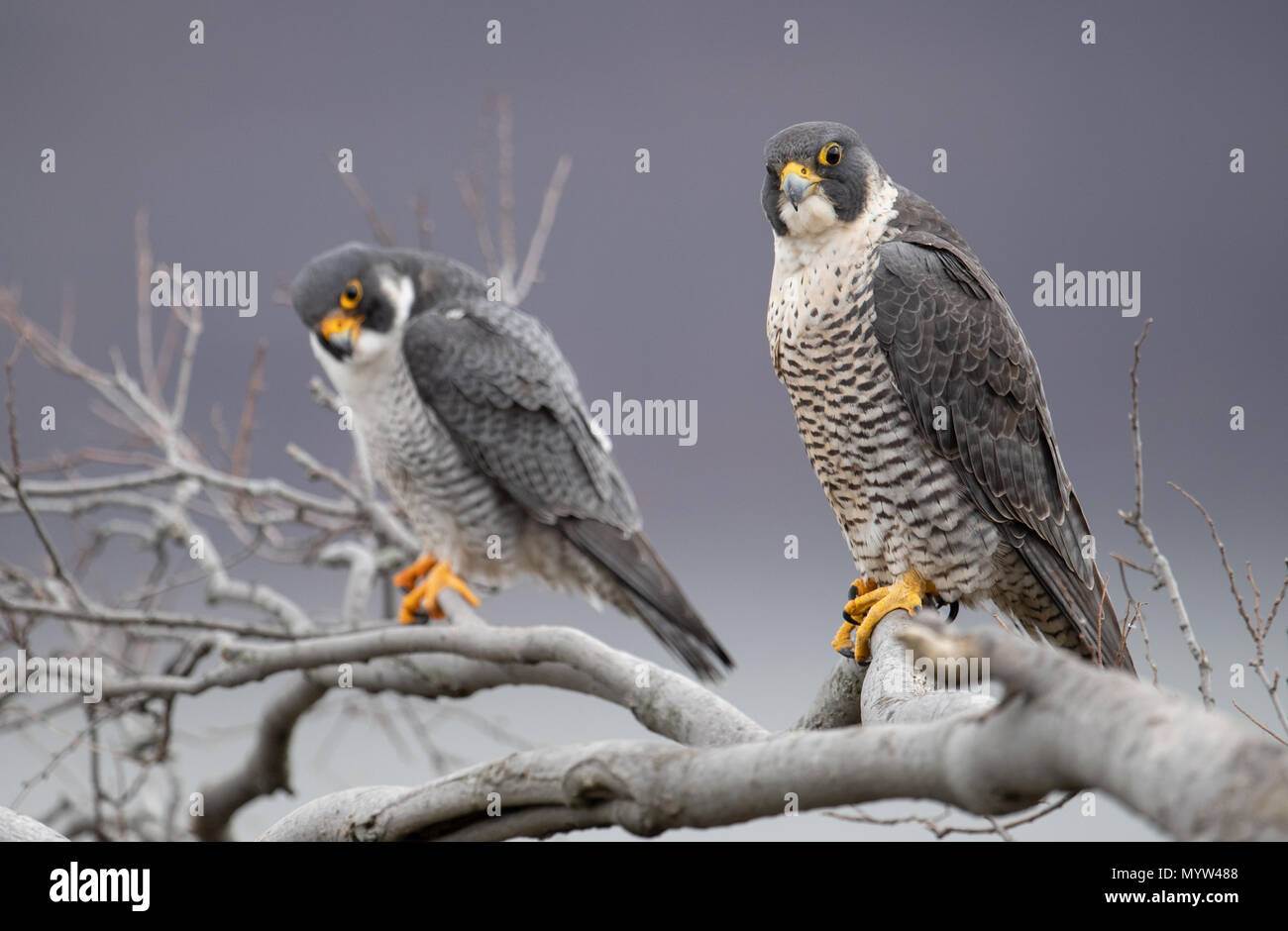 Peregrine falcon uk hi-res stock photography and images - Alamy