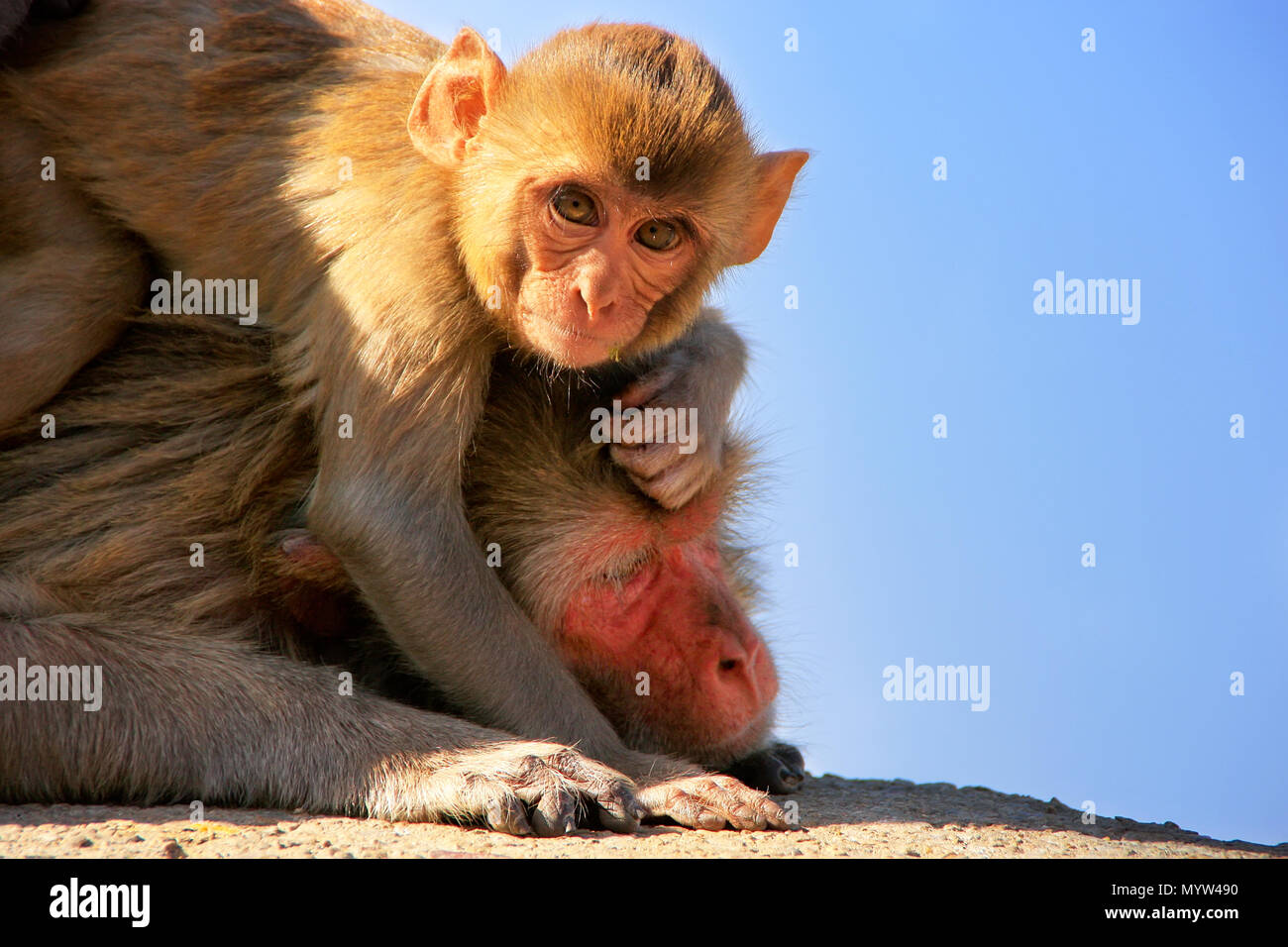 Rhesus macaque (Macaca mulatta) with a baby laying on a wall in Jaipur ...