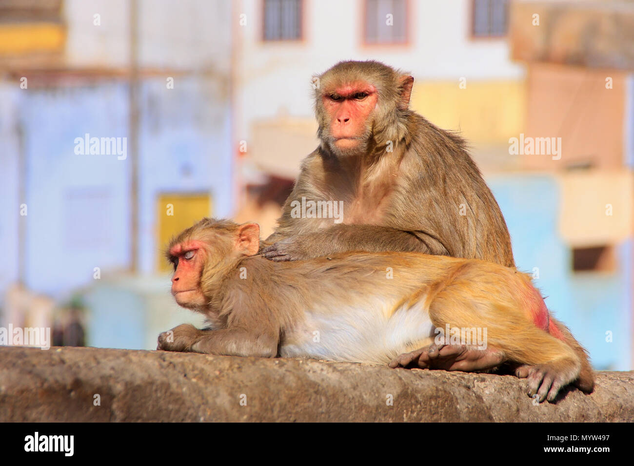 Rhesus macaques (Macaca mulatta) laying on a wall in Jaipur, India ...
