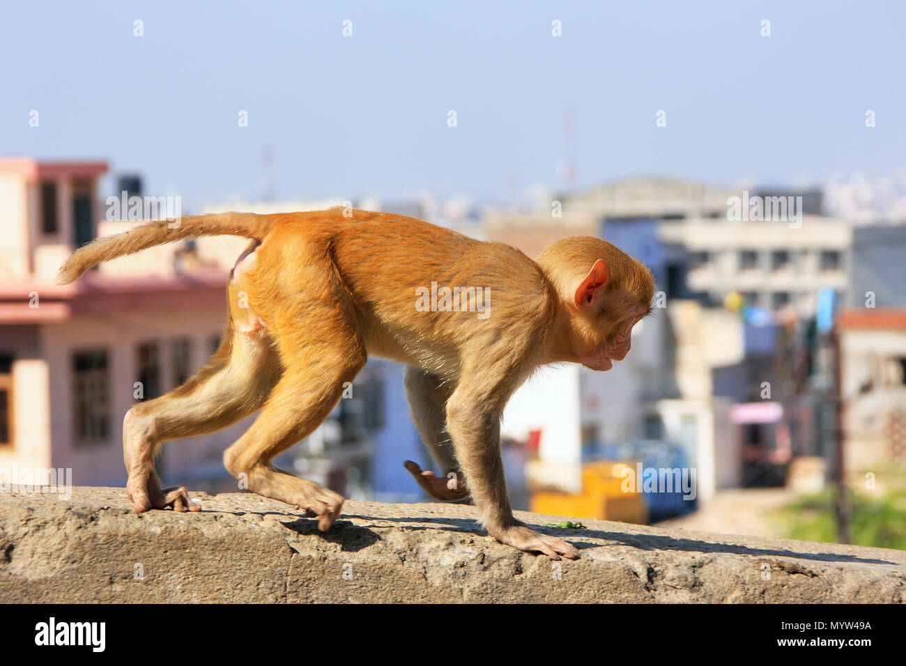 Young Rhesus macaque (Macaca mulatta) running on a wall in Jaipur ...
