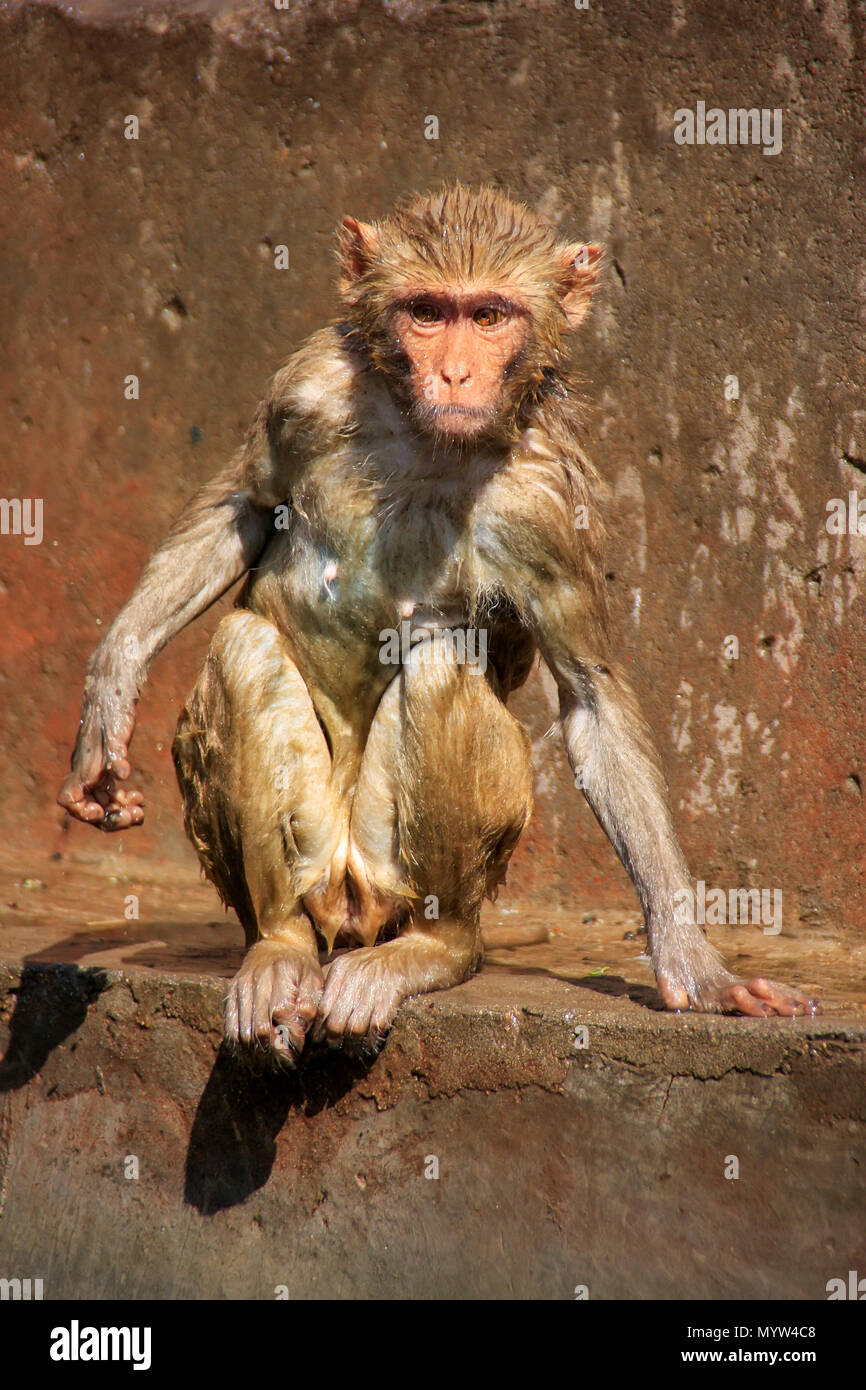 Wet Rhesus macaque (Macaca mulatta) sitting on a stone wall in Jaipur ...
