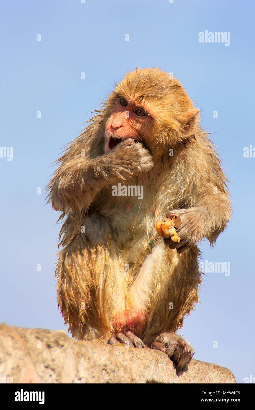 Wet Rhesus macaque (Macaca mulatta) sitting on a stone wall in Jaipur ...