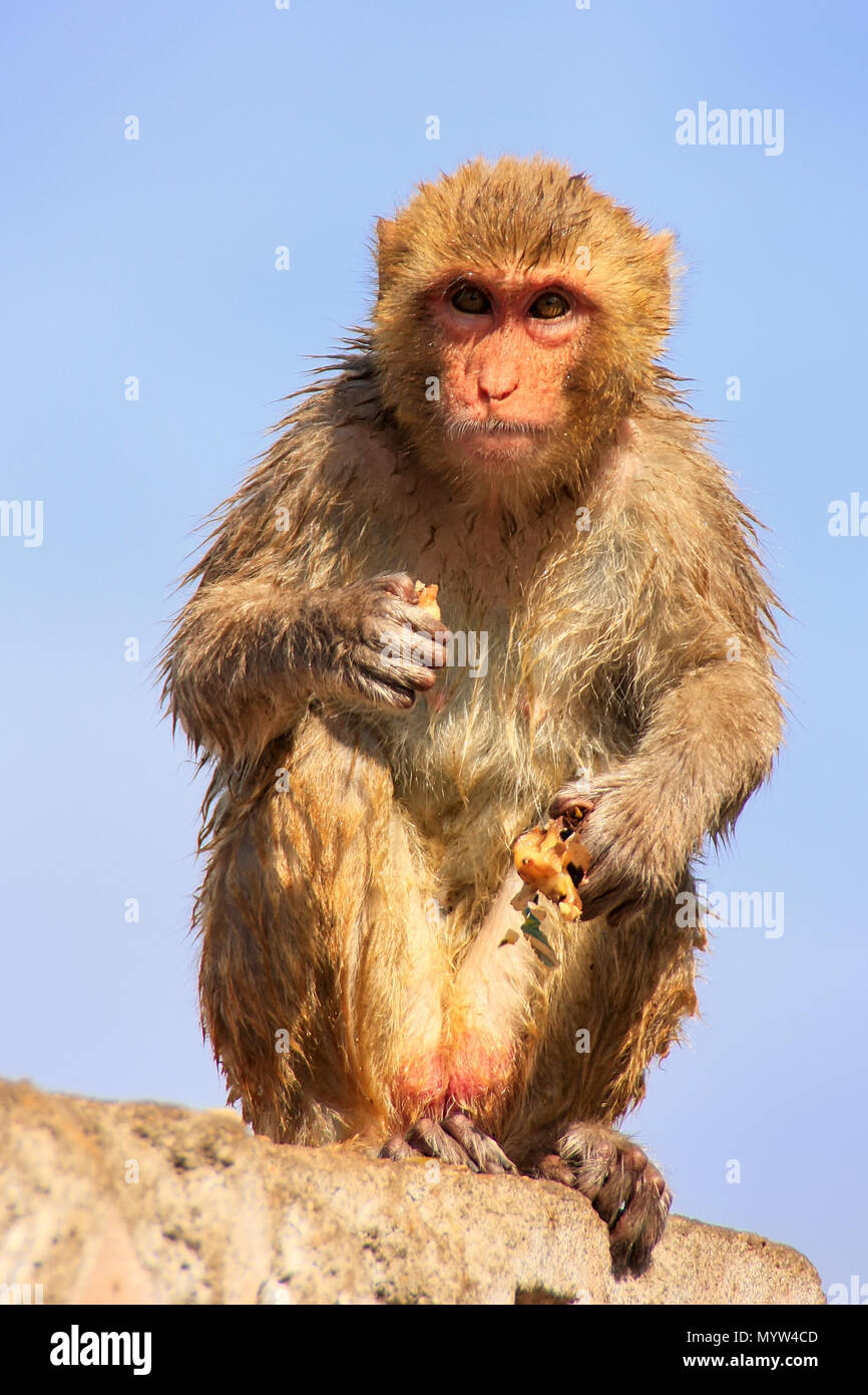 Wet Rhesus macaque (Macaca mulatta) sitting on a stone wall in Jaipur ...