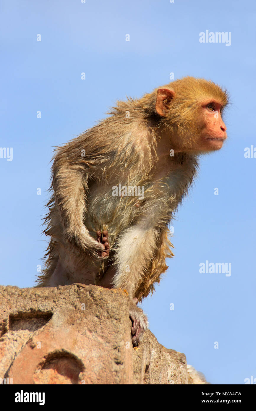 Wet Rhesus macaque (Macaca mulatta) sitting on a stone wall in Jaipur ...