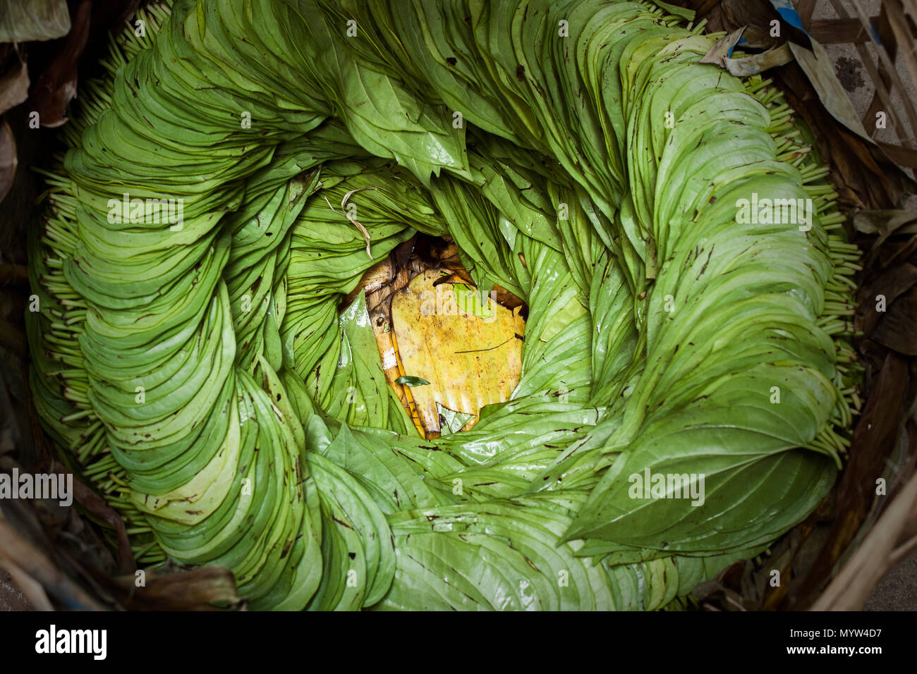 Tobacco leaf in Myanmar Stock Photo - Alamy